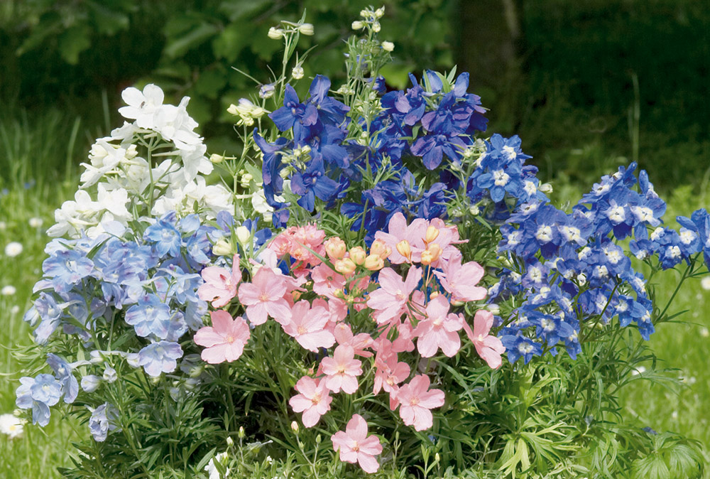 Delphinium grandiflorum Summer | Benary